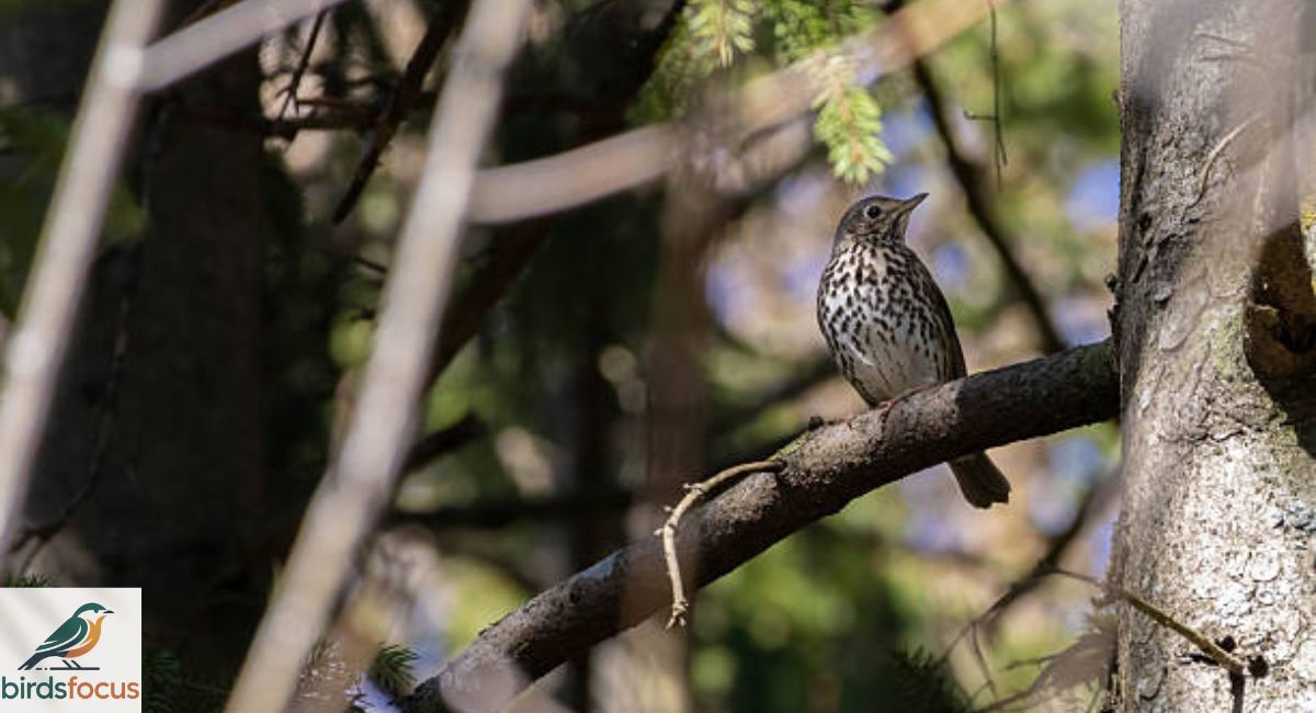 30 Birds That Start With D: Arctic Birds Beginning With the Letter D in ...