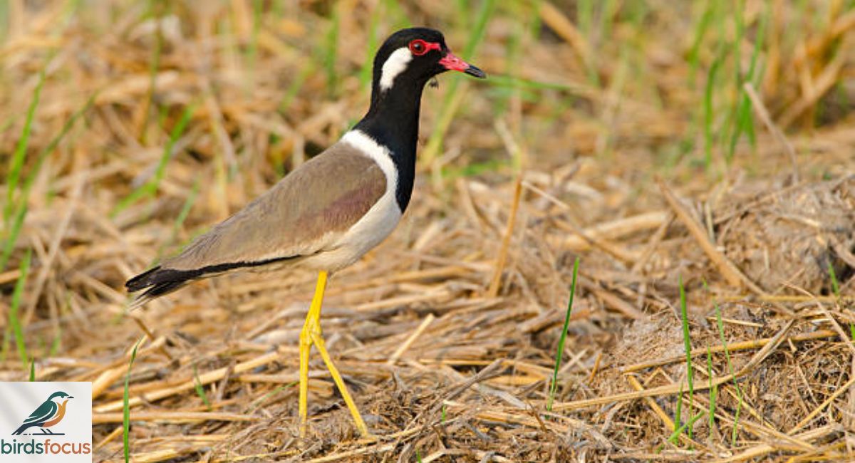 30 Birds That Start With K (Bird Names, Types & Interesting Facts)