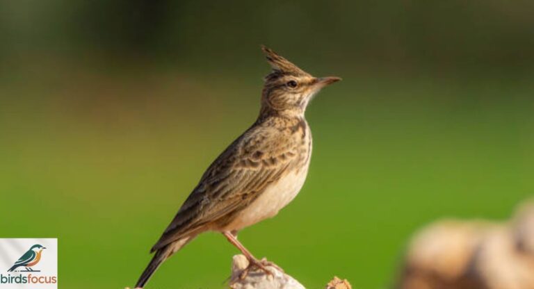 20+ Birds That Start With L (Complete Guide)