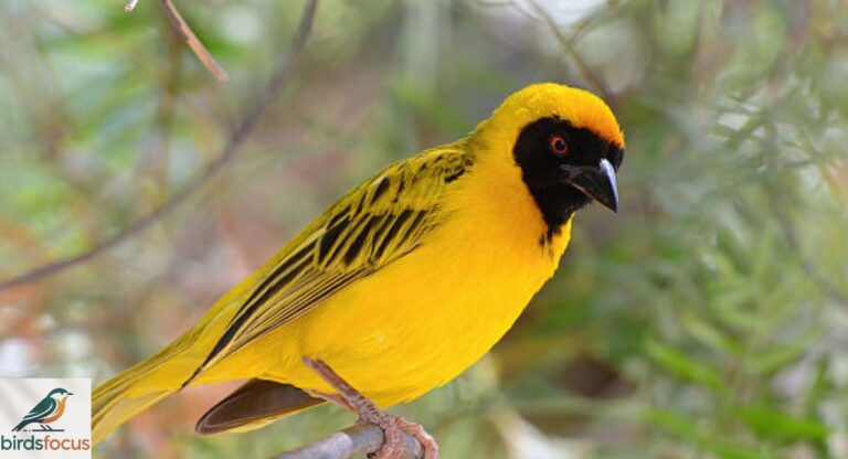 25+ Birds That Start With N: Complete Guide for Bird Lovers in the USA