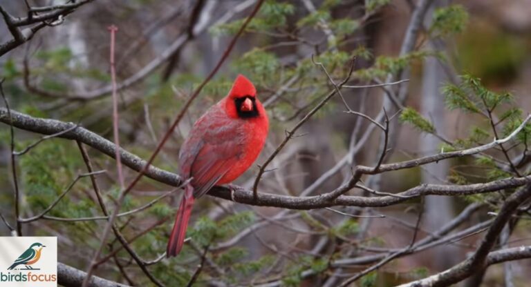 25+ Birds That Start With N: Complete Guide for Bird Lovers in the USA