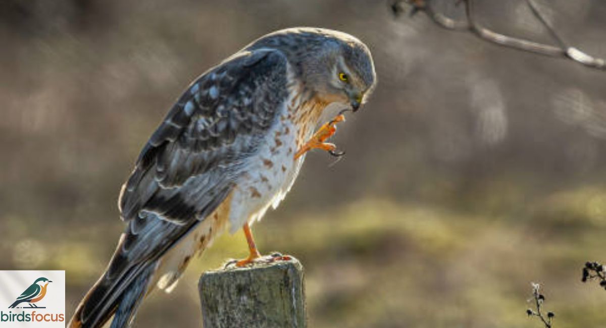 25+ Birds That Start With N: Complete Guide for Bird Lovers in the USA