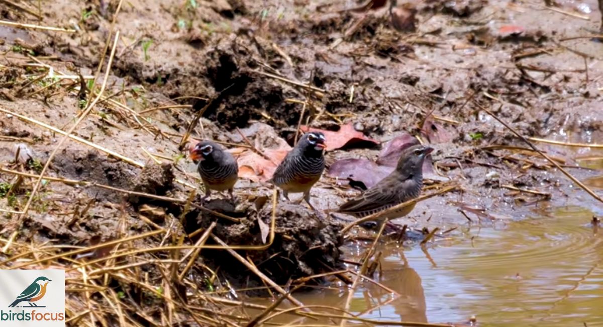 20+ Birds That Start With Q (Complete Guide)