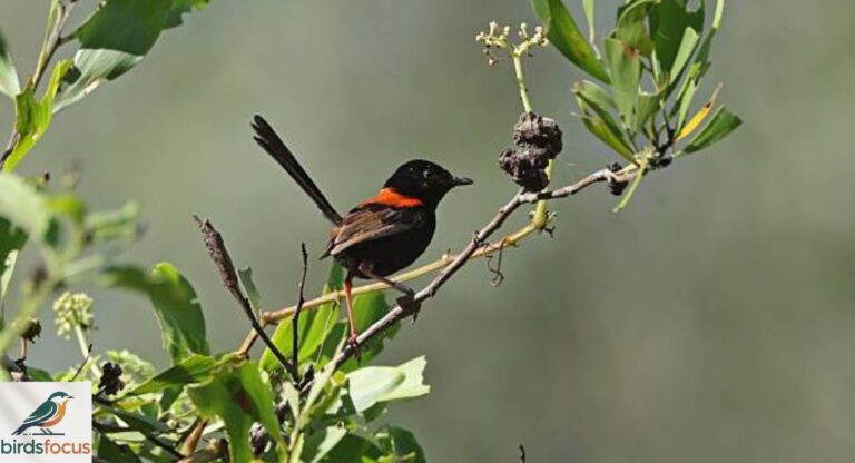 25 Birds That Start With R (Common and Unique Bird Names)