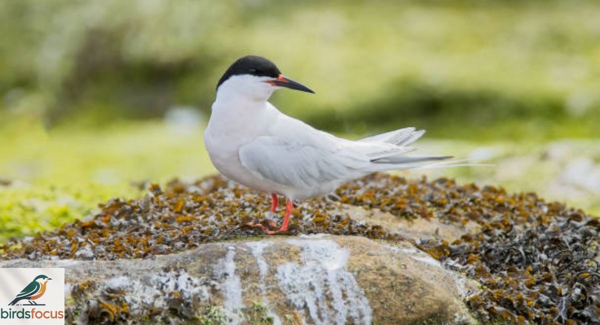 20 Birds That Start With T: Complete Guide For USA Bird Lovers