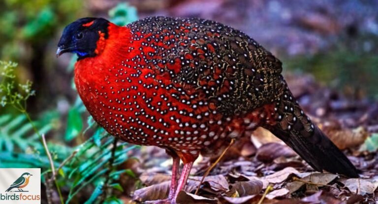 20 Birds That Start With T: Complete Guide For USA Bird Lovers