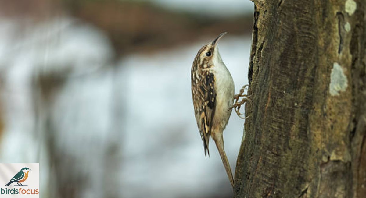 20 Birds That Start With T: Complete Guide For USA Bird Lovers