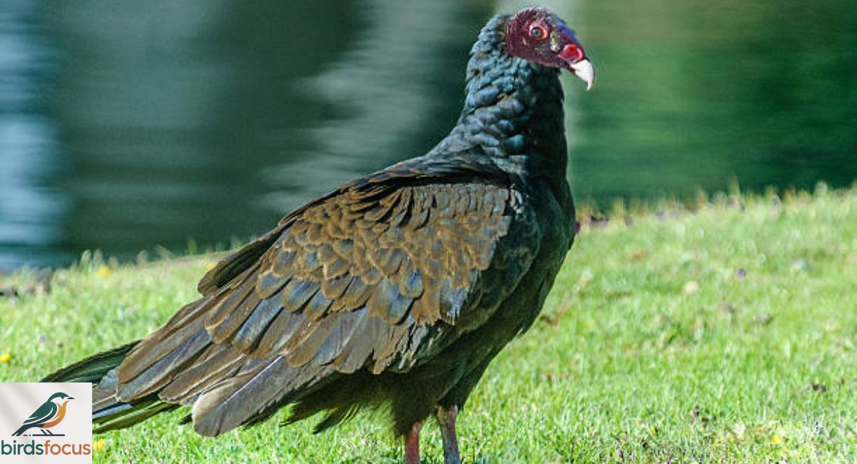 20 Birds That Start With T: Complete Guide For USA Bird Lovers